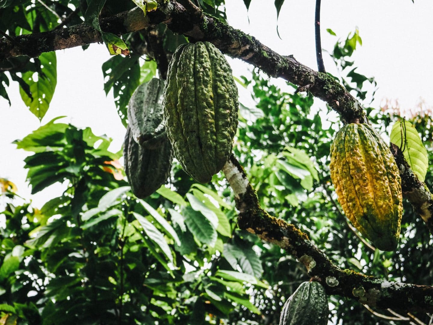 Colombia Adventures | Visiting a Cacao Farm in Colombia