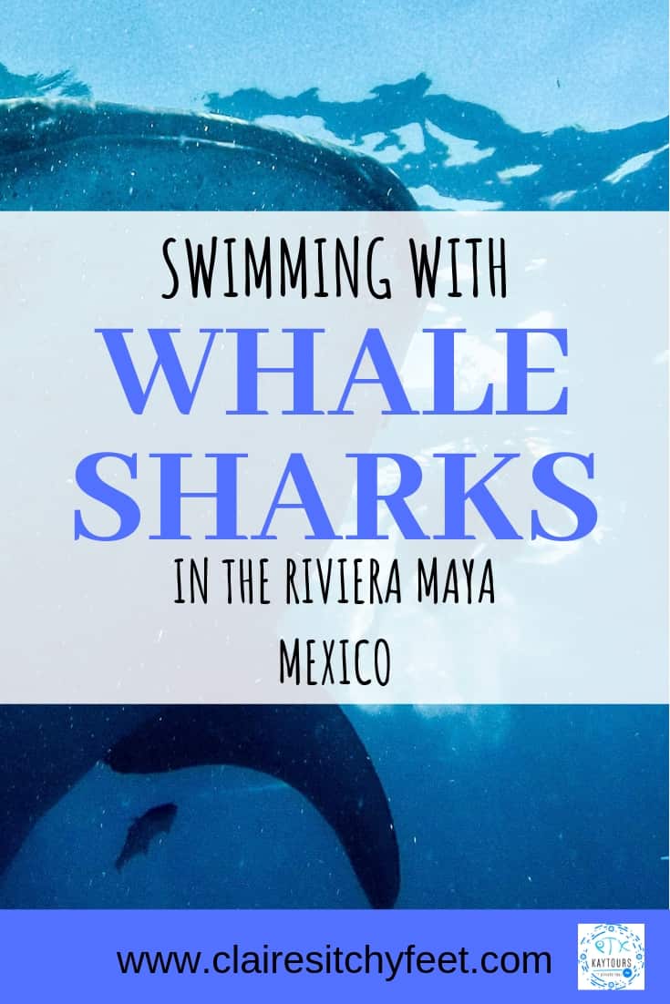 The Best Whale shark tours Playa del Carmen in 2023